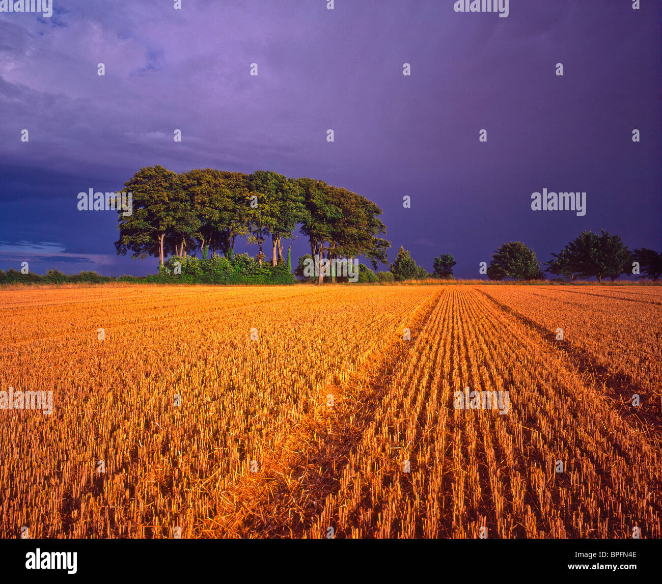 A Spinney with dramatic sky Stock Photo - Alamy