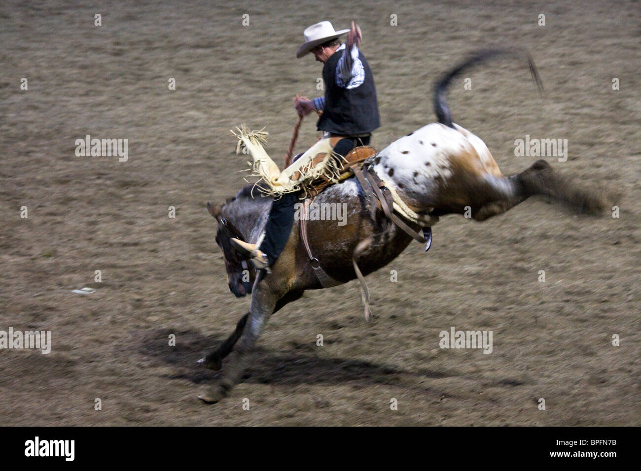 Bucking bronco, Cody Nite Rodeo, Wyoming, USA Stock Photo - Alamy