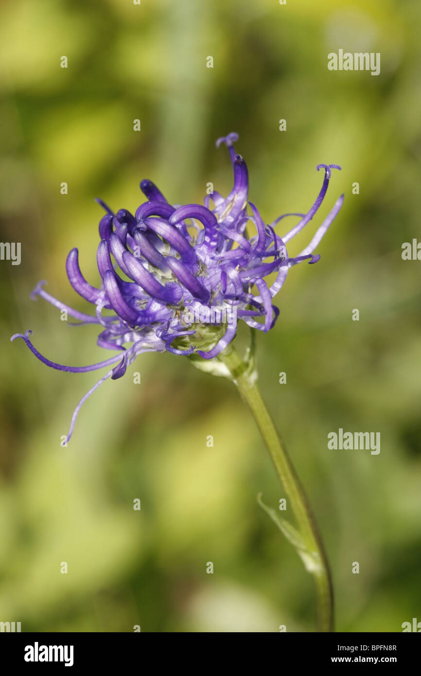 Round-headed Rampion flower Stock Photo - Alamy