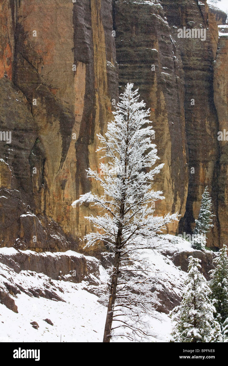 A snow-covered tree contrasts with the colours of a cliff in Shoshone ...
