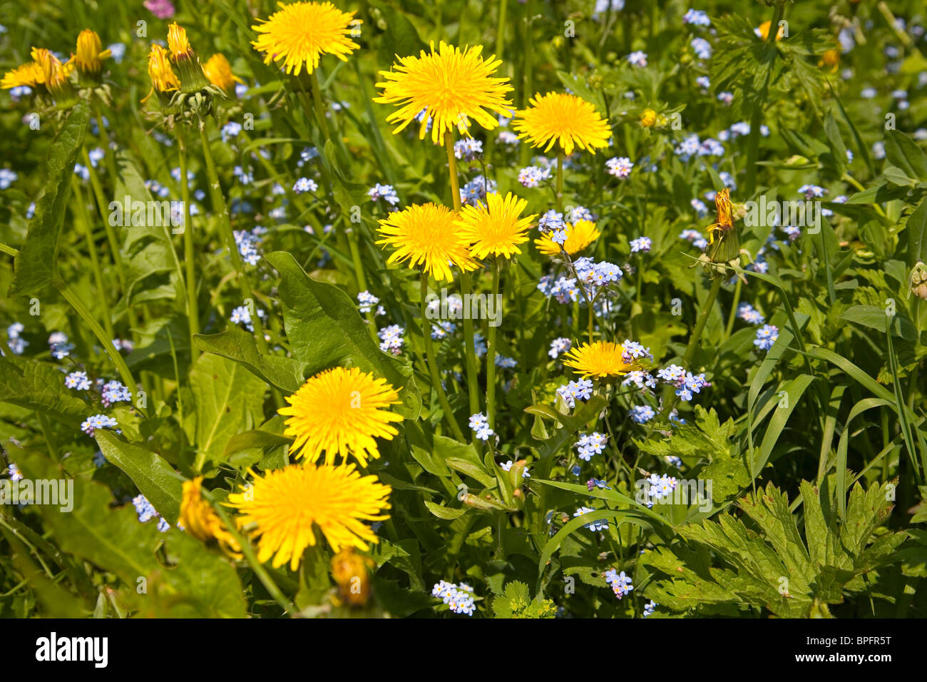 Alpine Flowers;Bernese Oberland;Switzerland Stock Photo - Alamy