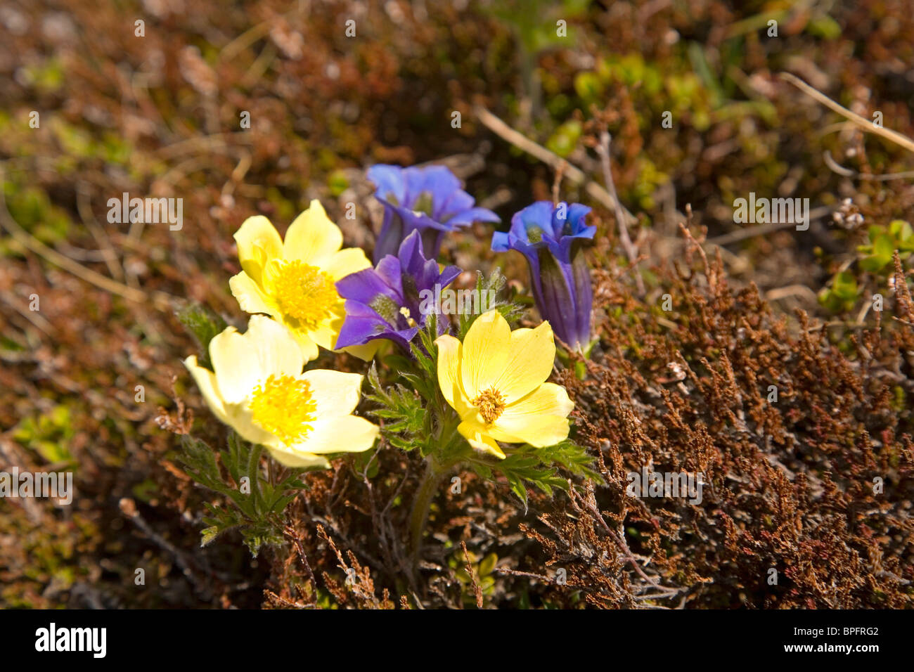 Alpine Flowers;Bernese Oberland;Switzerland Stock Photo - Alamy