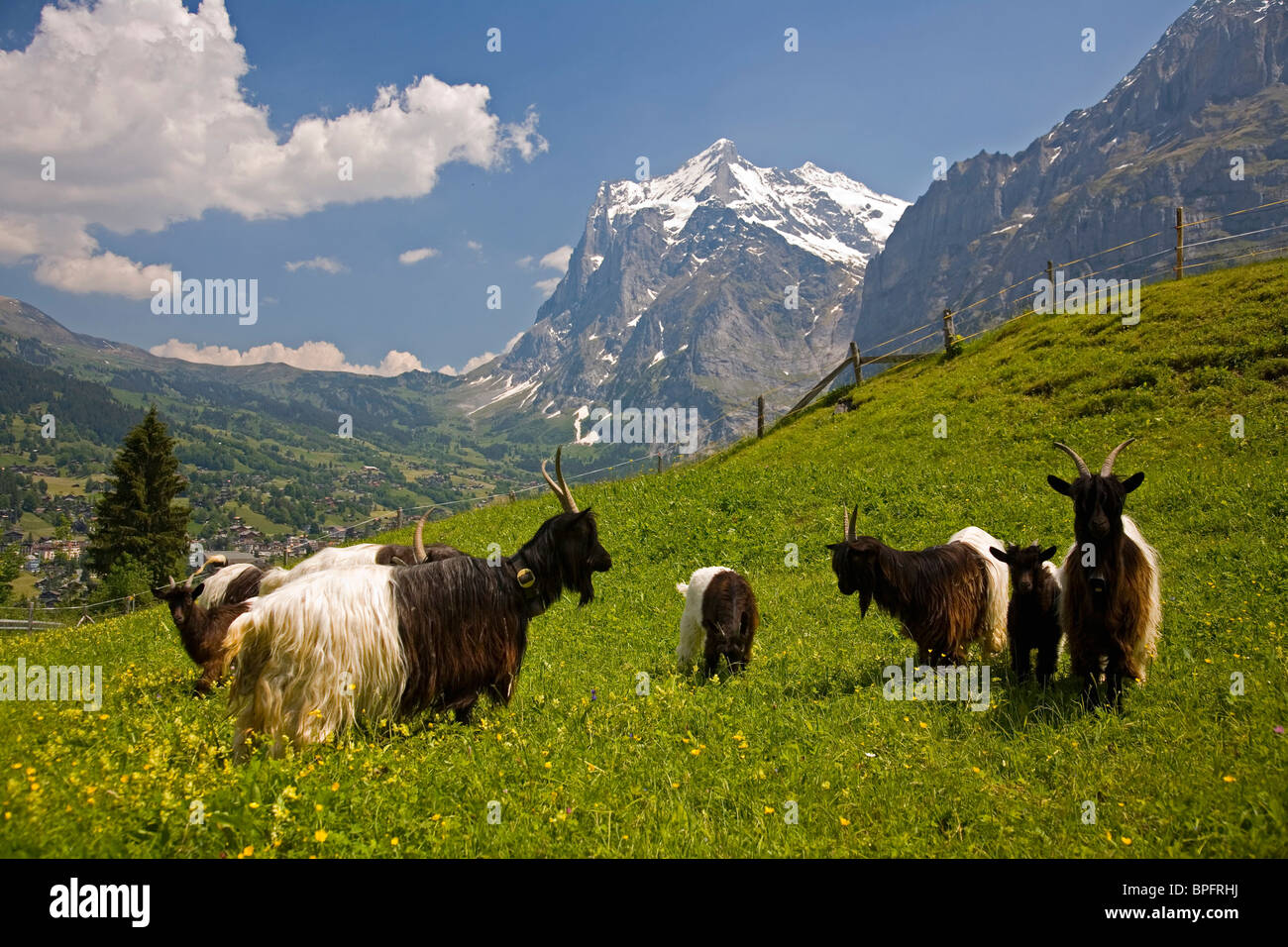 Mountain bernese goats oberland switzerland hi-res stock photography ...