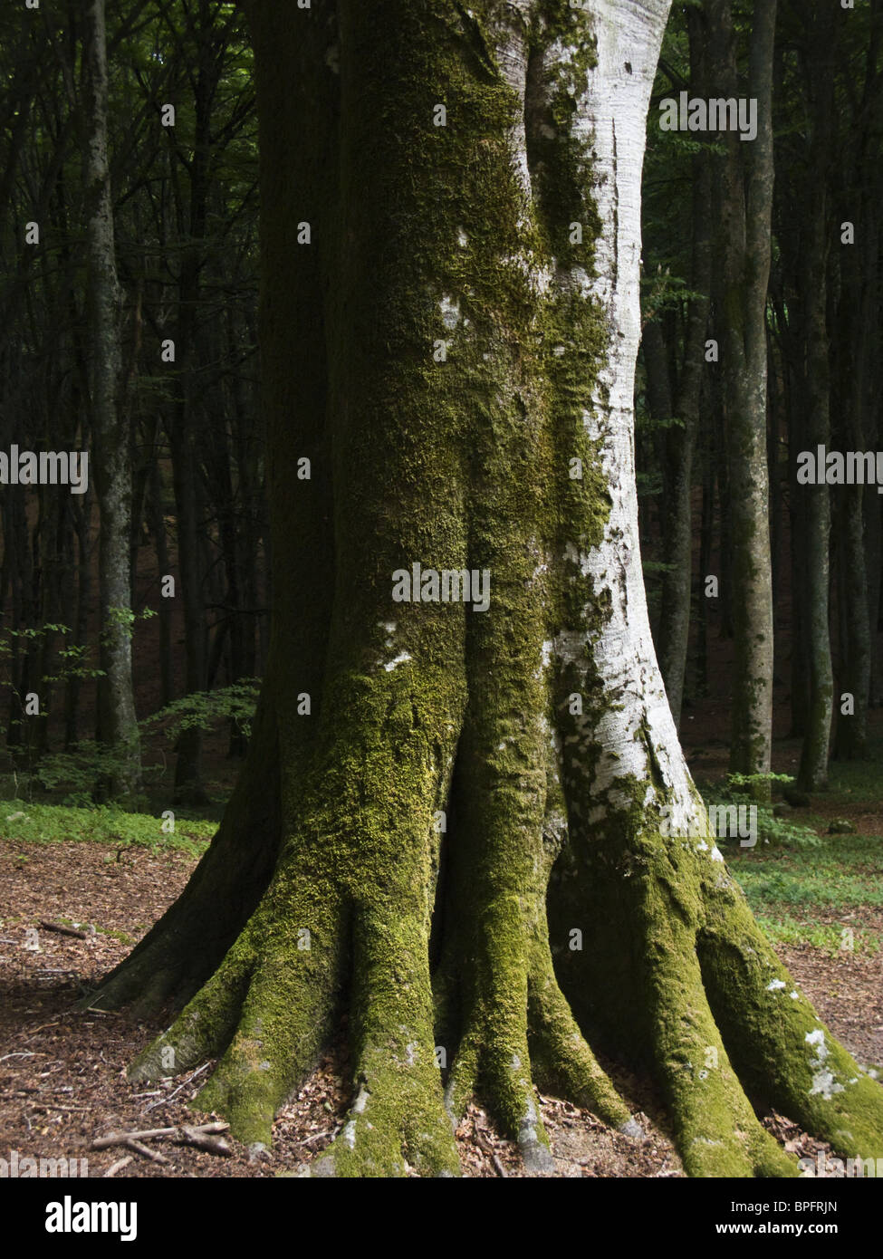 Trunk of european beech tree hi-res stock photography and images - Alamy