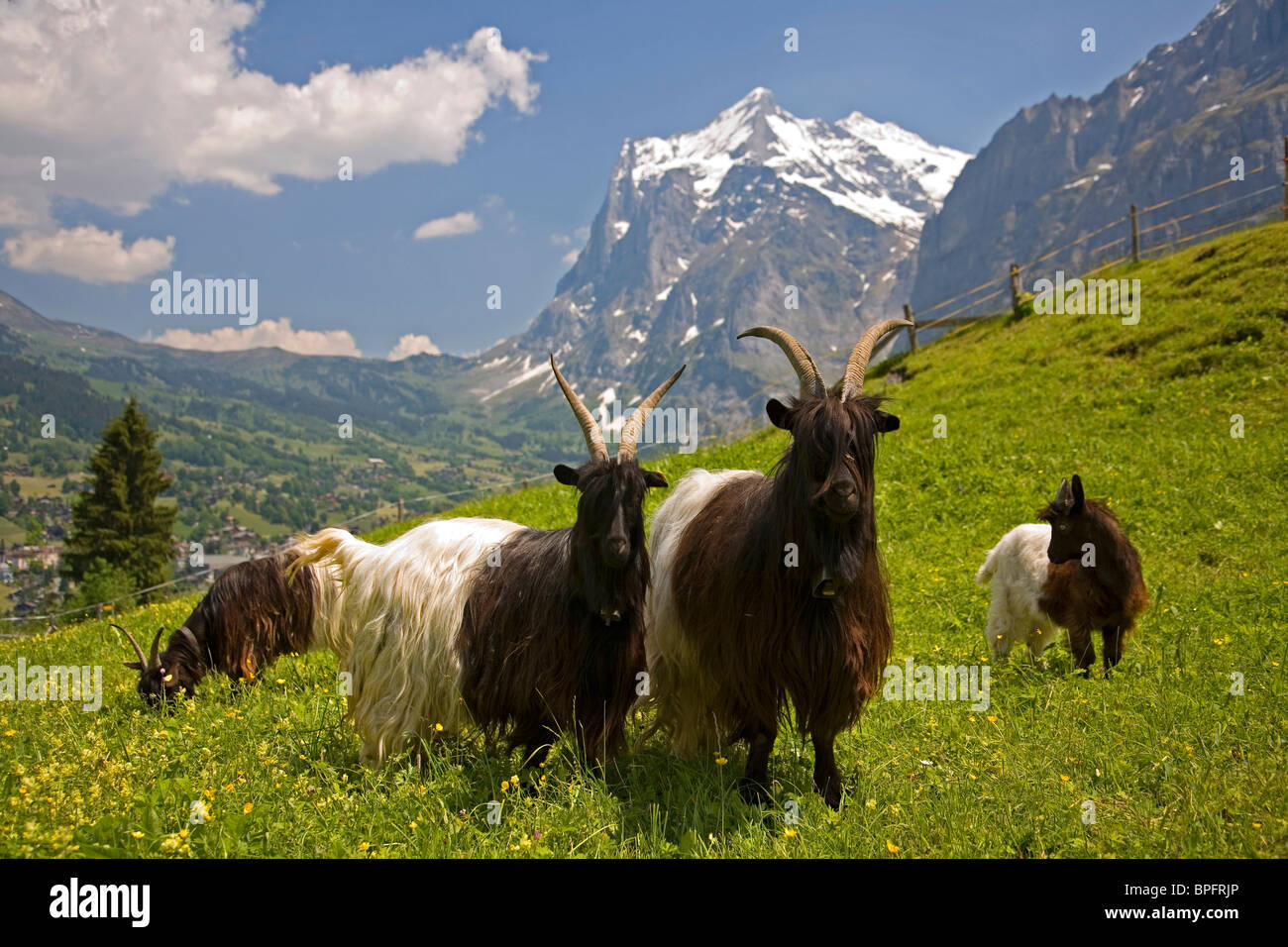 The goats hi-res stock photography and images - Alamy
