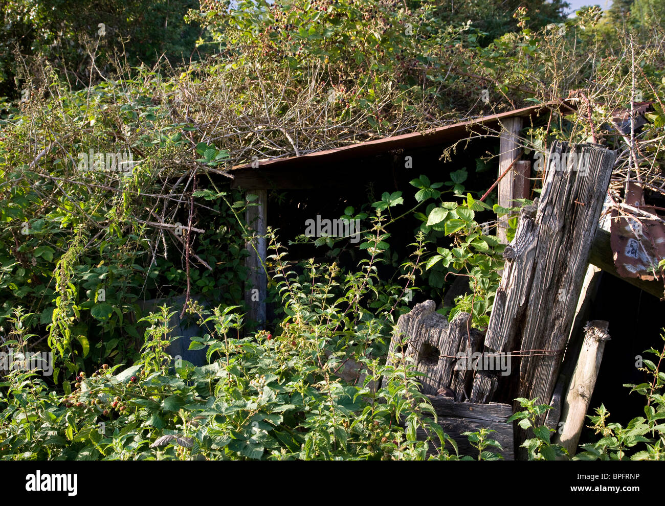 Ramshackle Shed Overgrown with Weeds Stock Photo - Alamy