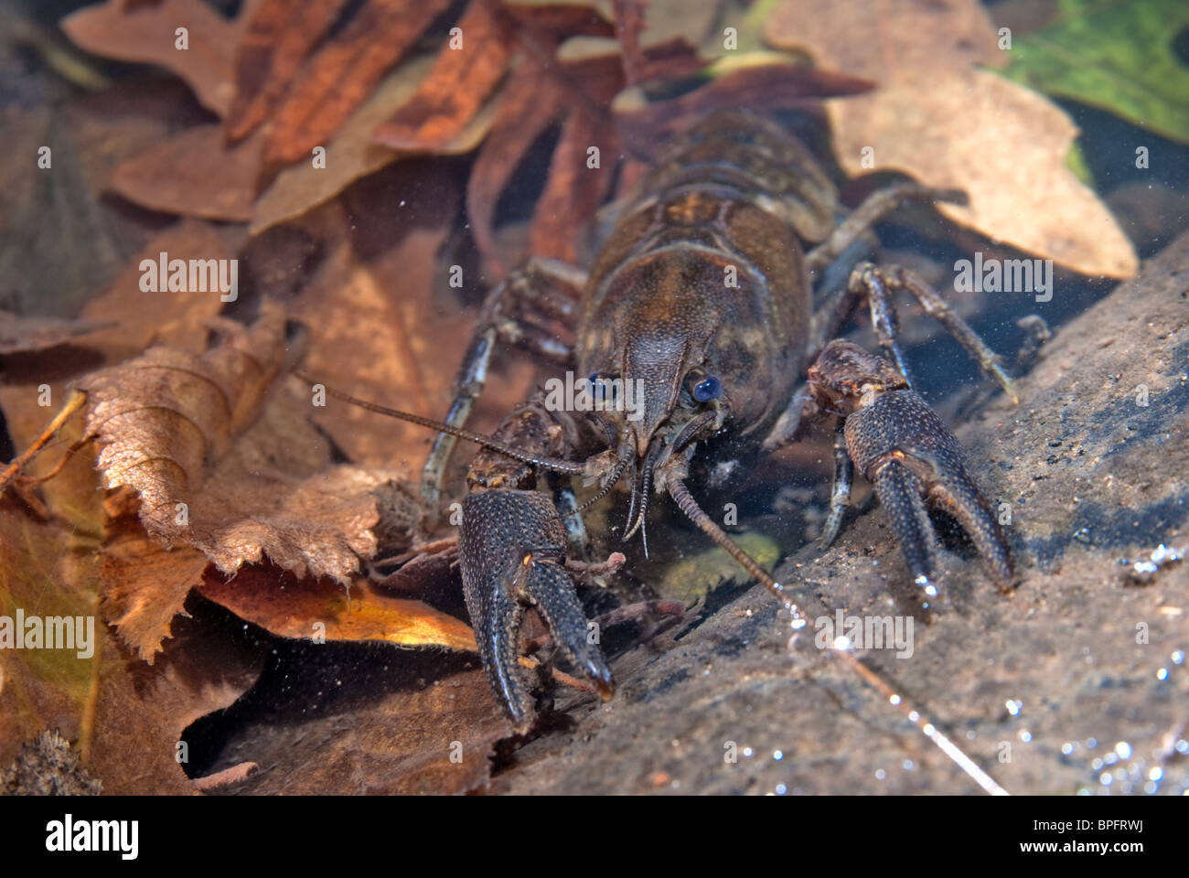 Austropotamobius italicus meridionalis, an endangered Italian ...