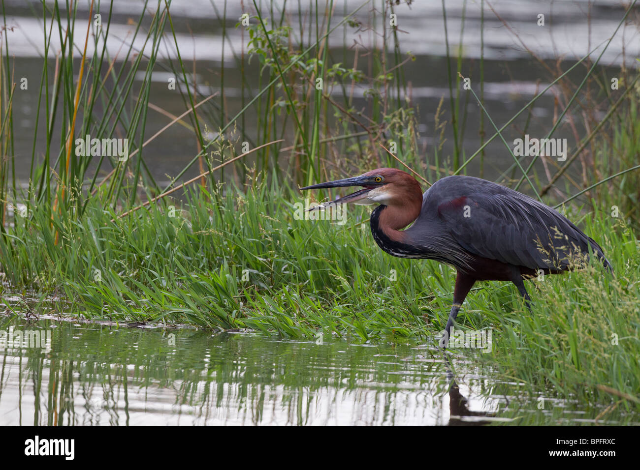 Goliath Heron in the Marsh Eating, Kruger National Park,South Africa ...