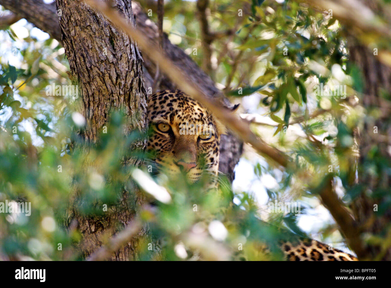 Leopard in tree Stock Photo - Alamy