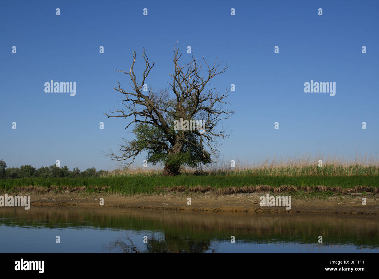 Kopacki rit old tree hi-res stock photography and images - Alamy