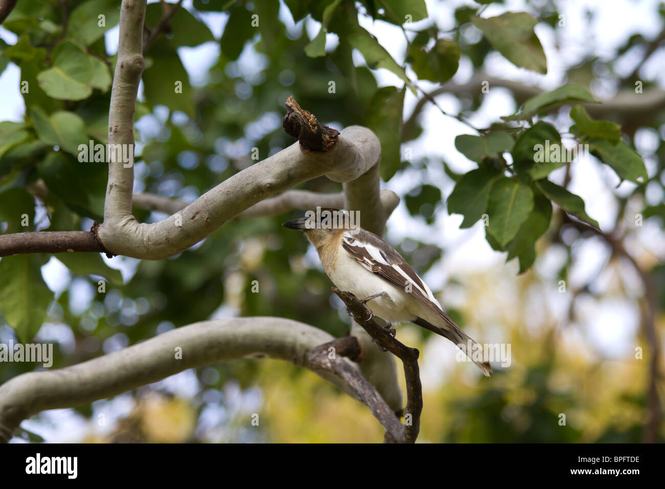 Australian grey butcherbird hi-res stock photography and images - Alamy