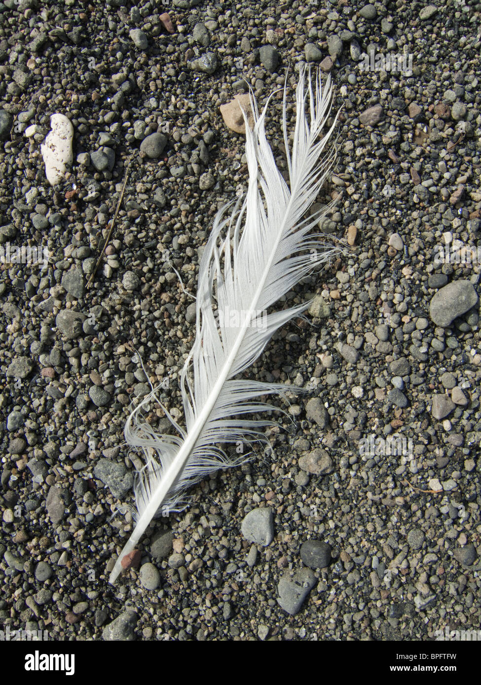 white feather of a seagull on a beach Stock Photo - Alamy
