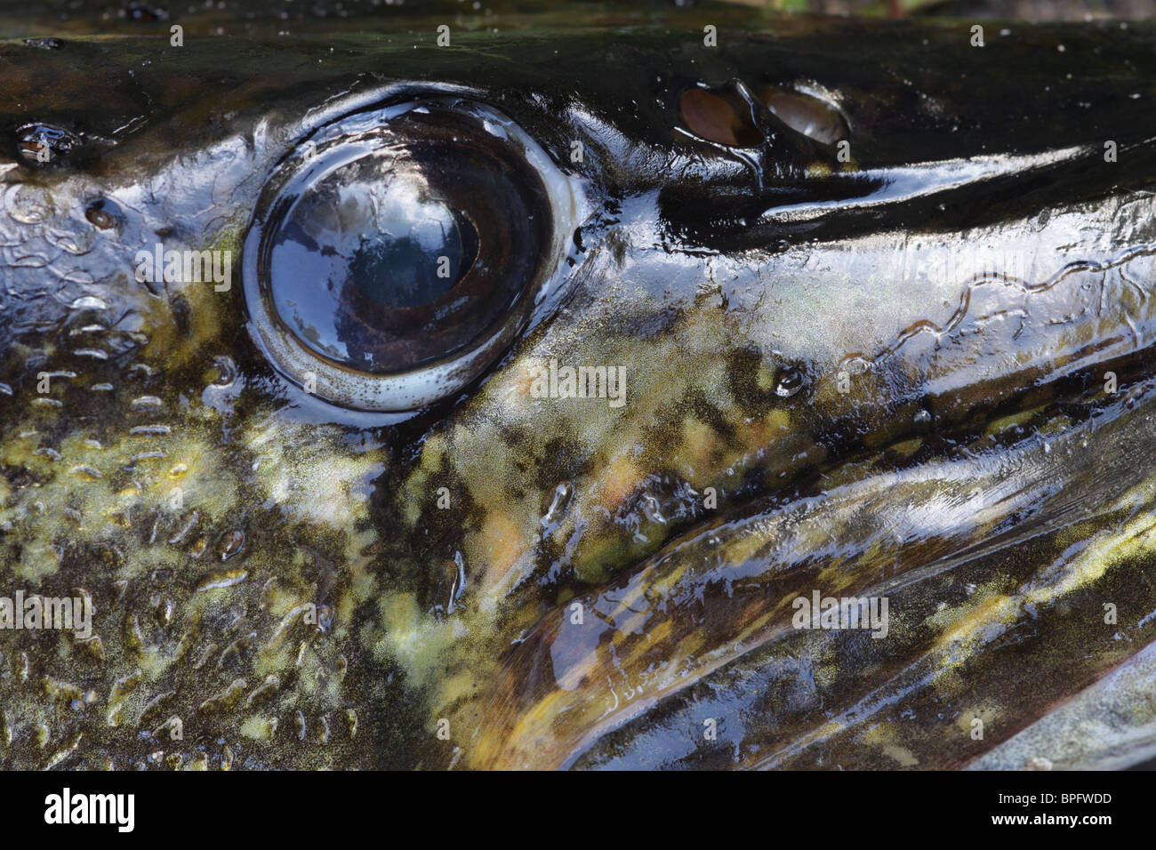 Closeup fish face hi-res stock photography and images - Alamy
