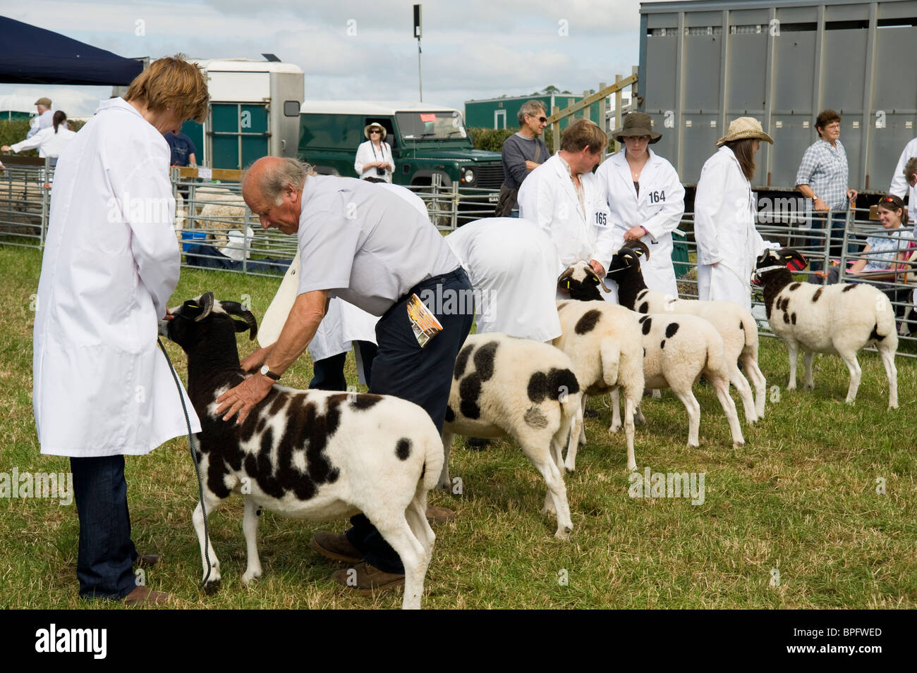 Goats being judged at a country show in Devon Britain Stock Photo - Alamy