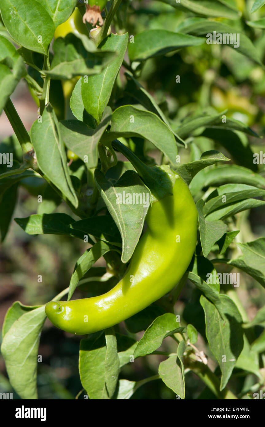 Anaheim chili ready to pick Stock Photo - Alamy