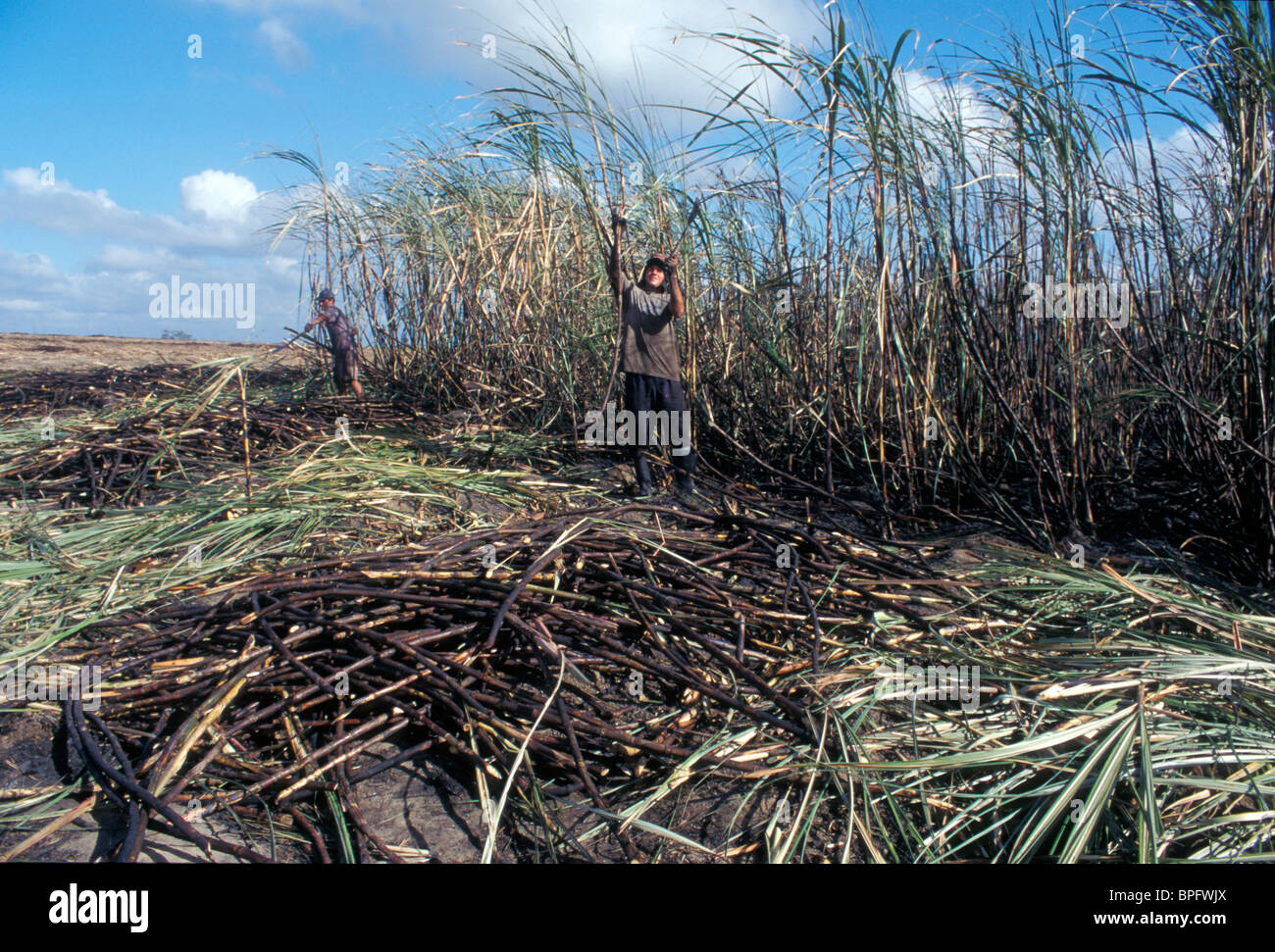 BRAZIL SUGAR CANE CUTTERS PERNAMBUCO STATE Stock Photo - Alamy
