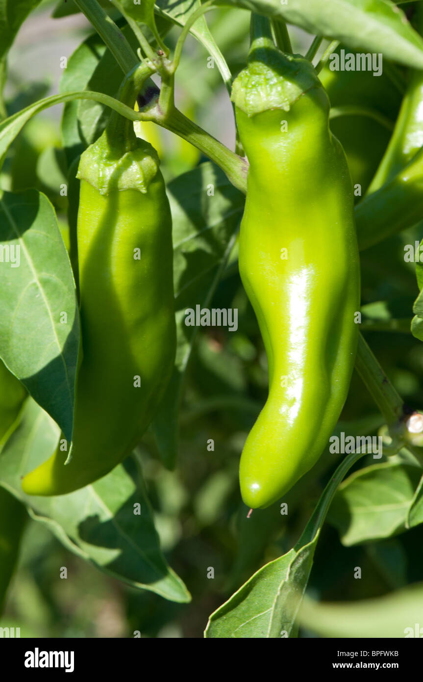 Anaheim peppers in the field Stock Photo - Alamy
