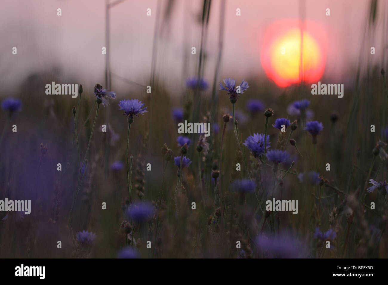 Estonia national flower cornflower(Centaurea cyanus), Estonia Stock ...