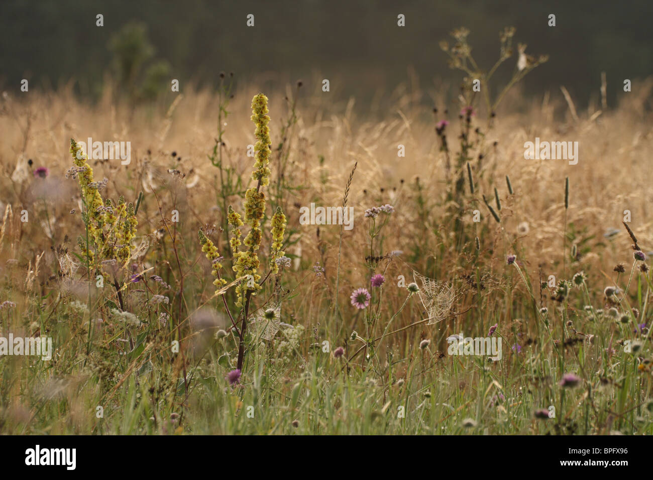Summer hay field, Estonia Stock Photo - Alamy