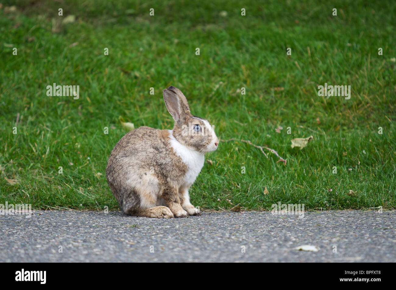 Bunny at the Uvic campus in Victoria BC Stock Photo - Alamy
