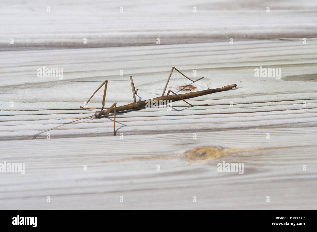 Stick insect in Pensacola Florida USA Stock Photo - Alamy