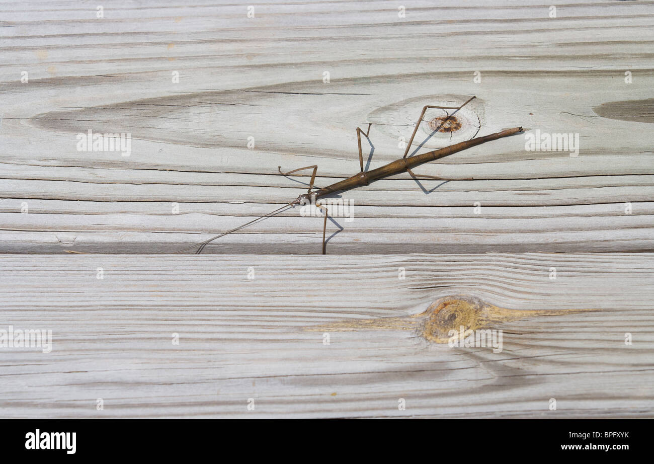 Stick insect in Pensacola Florida USA Stock Photo - Alamy