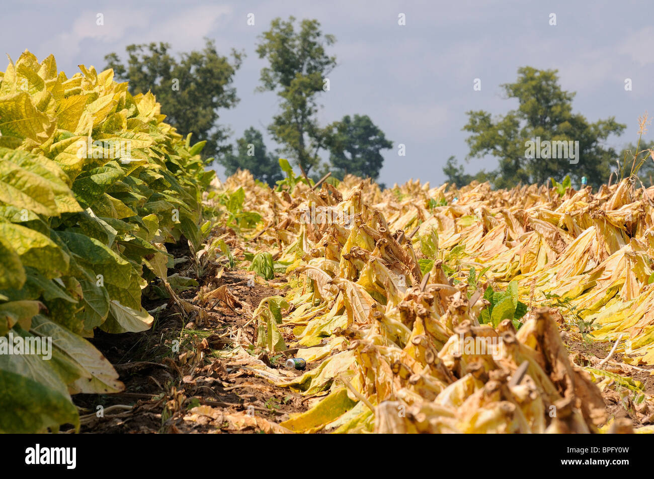 Burley tobacco plants in process of being harvested in Kentucky, USA ...