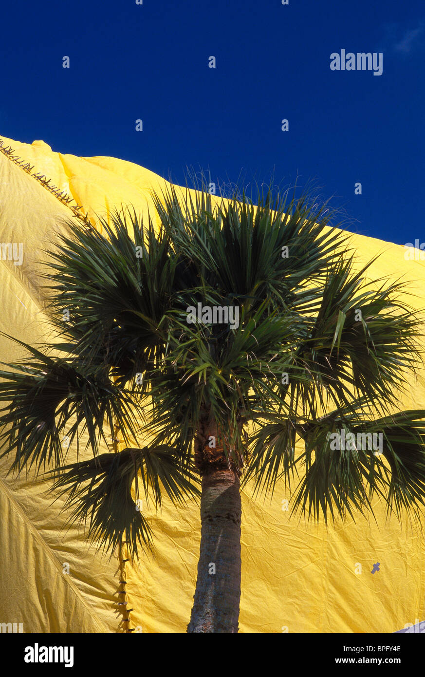 palm tree bermuda Stock Photo - Alamy
