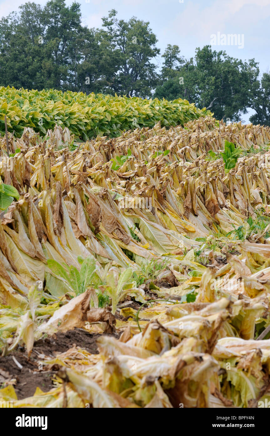 Burley tobacco plants in process of being harvested in Kentucky, USA ...