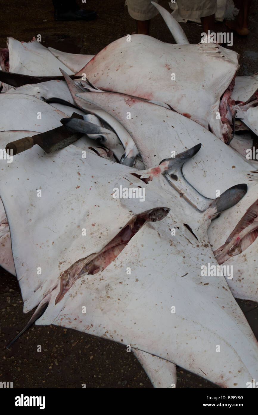 Dead ray hi-res stock photography and images - Alamy