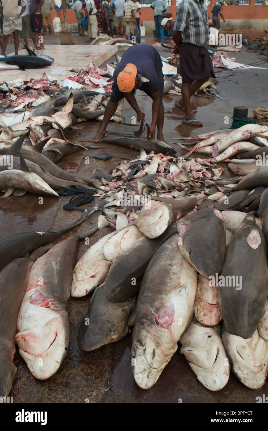 dead sharks on the negombo fish market Stock Photo - Alamy
