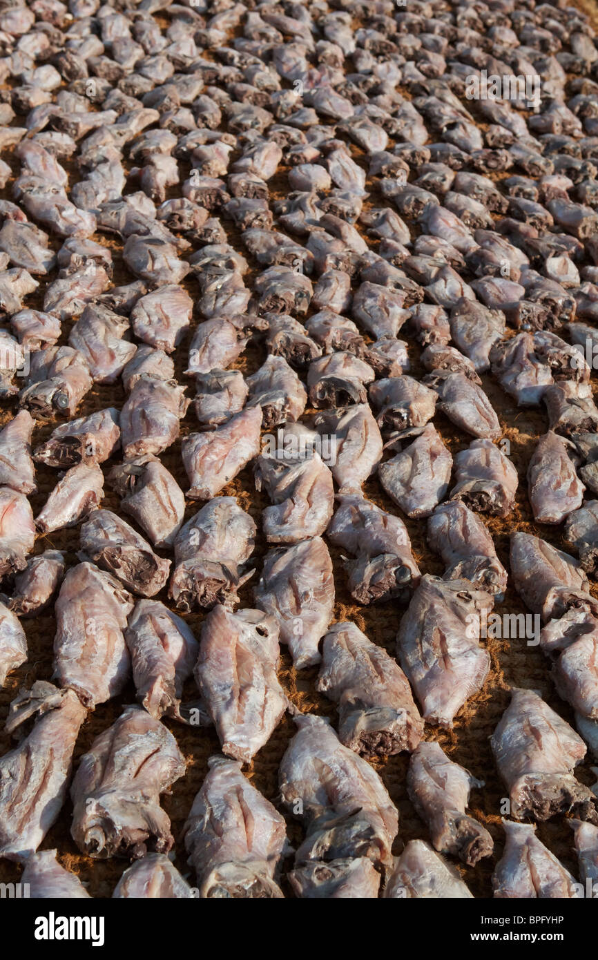 line of fish drying on the beach, negombo Stock Photo - Alamy