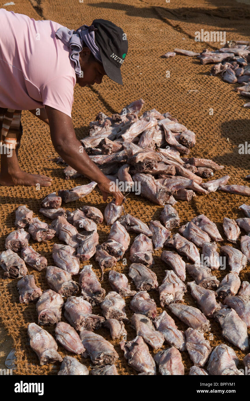 Sri lanka negombo dry fish market hi-res stock photography and images ...