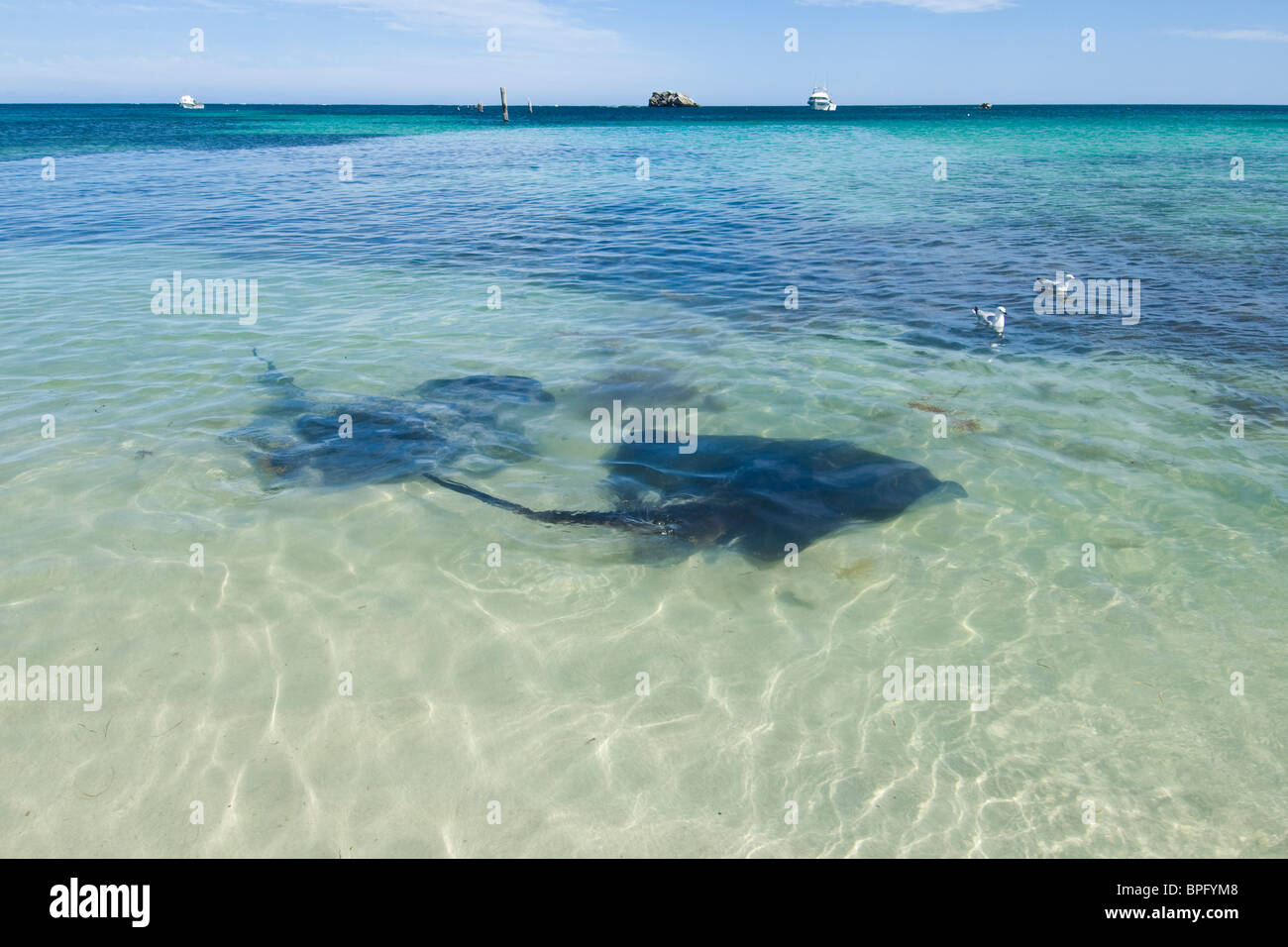 Stingrays in the shallows at Hamelin Bay, Leeuwin-Naturaliste National ...
