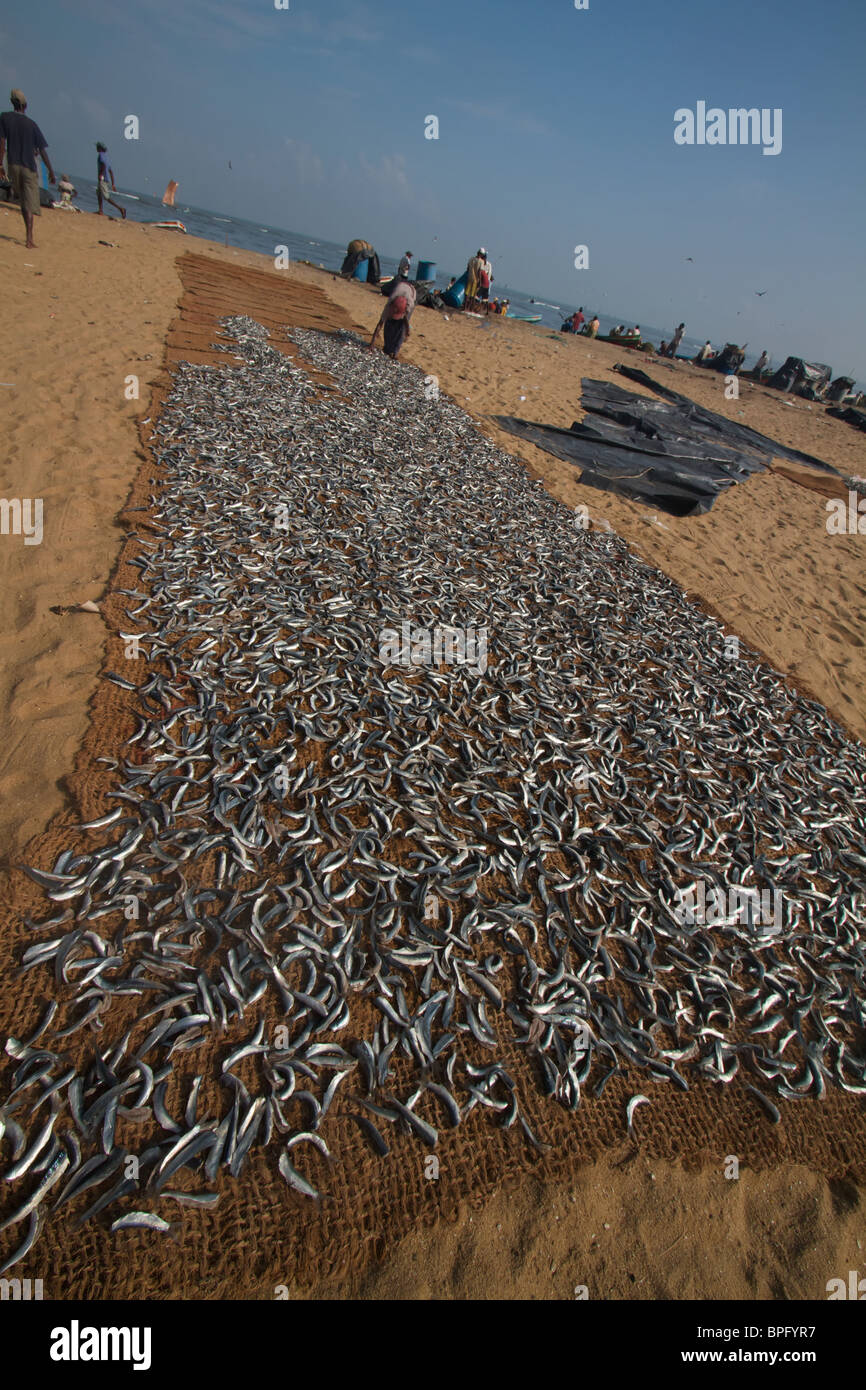 line of fish drying on the beach, negombo Stock Photo - Alamy