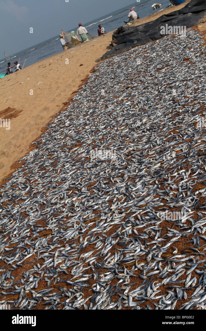 line of fish drying on the beach, negombo Stock Photo - Alamy