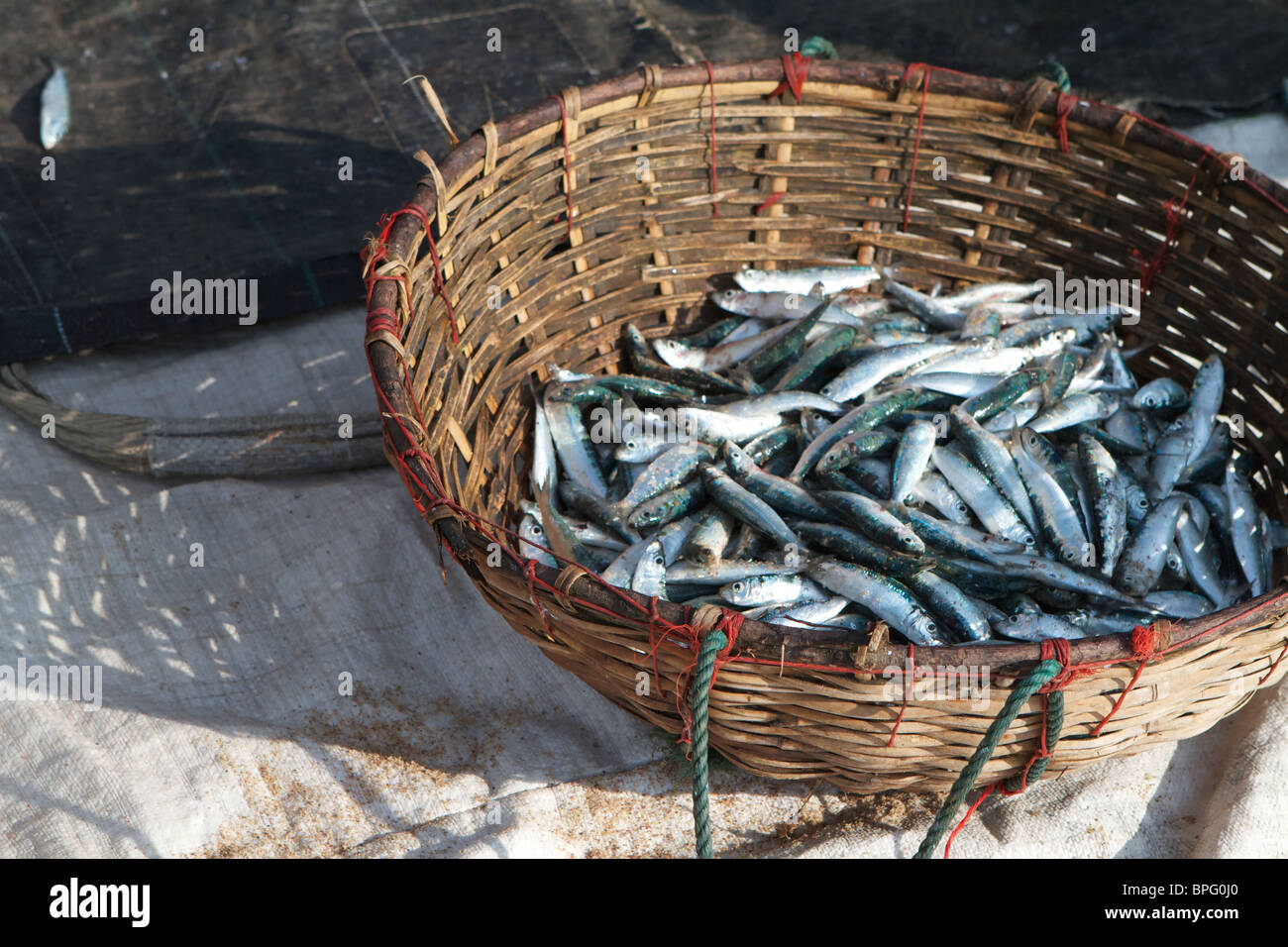 Little fish hi-res stock photography and images - Alamy