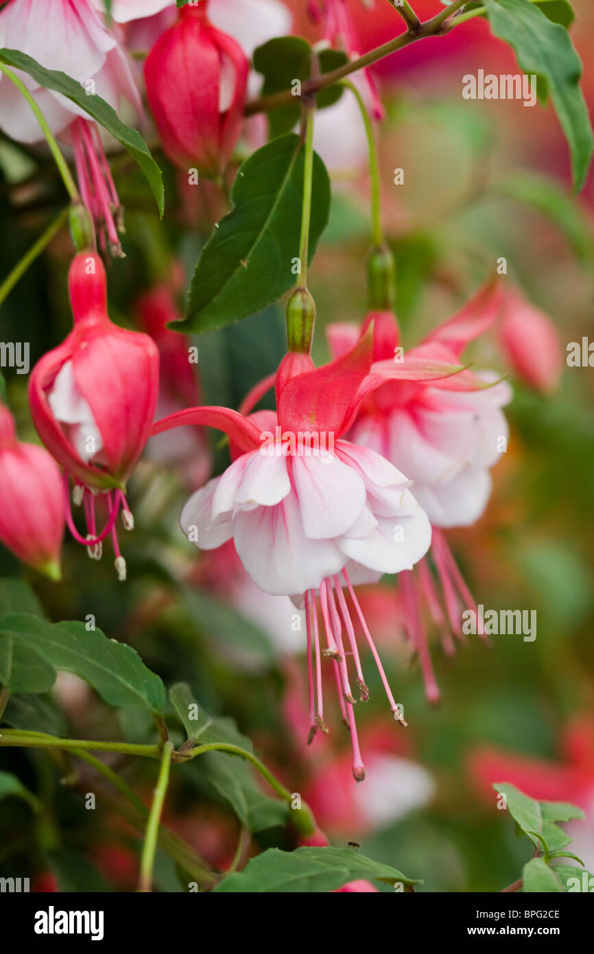 Fuchsias greenhouse hi-res stock photography and images - Alamy