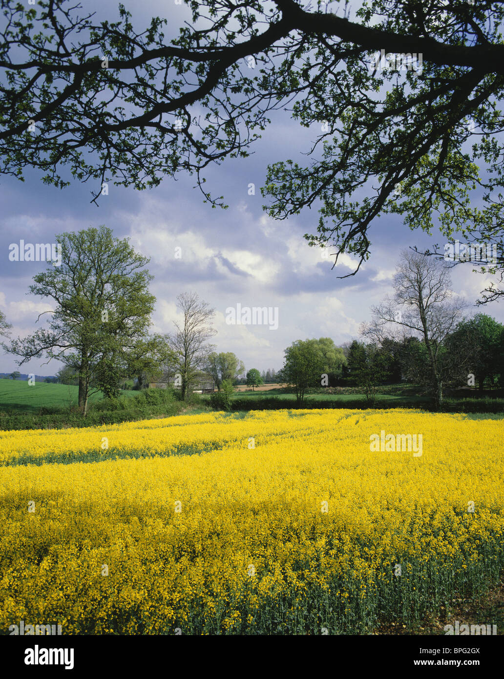 Typical scenery, Cotswolds, England Stock Photo - Alamy