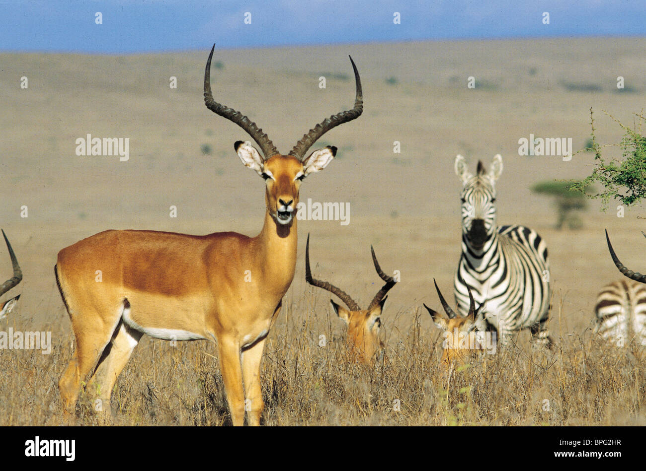 Zebra and impala hi-res stock photography and images - Alamy