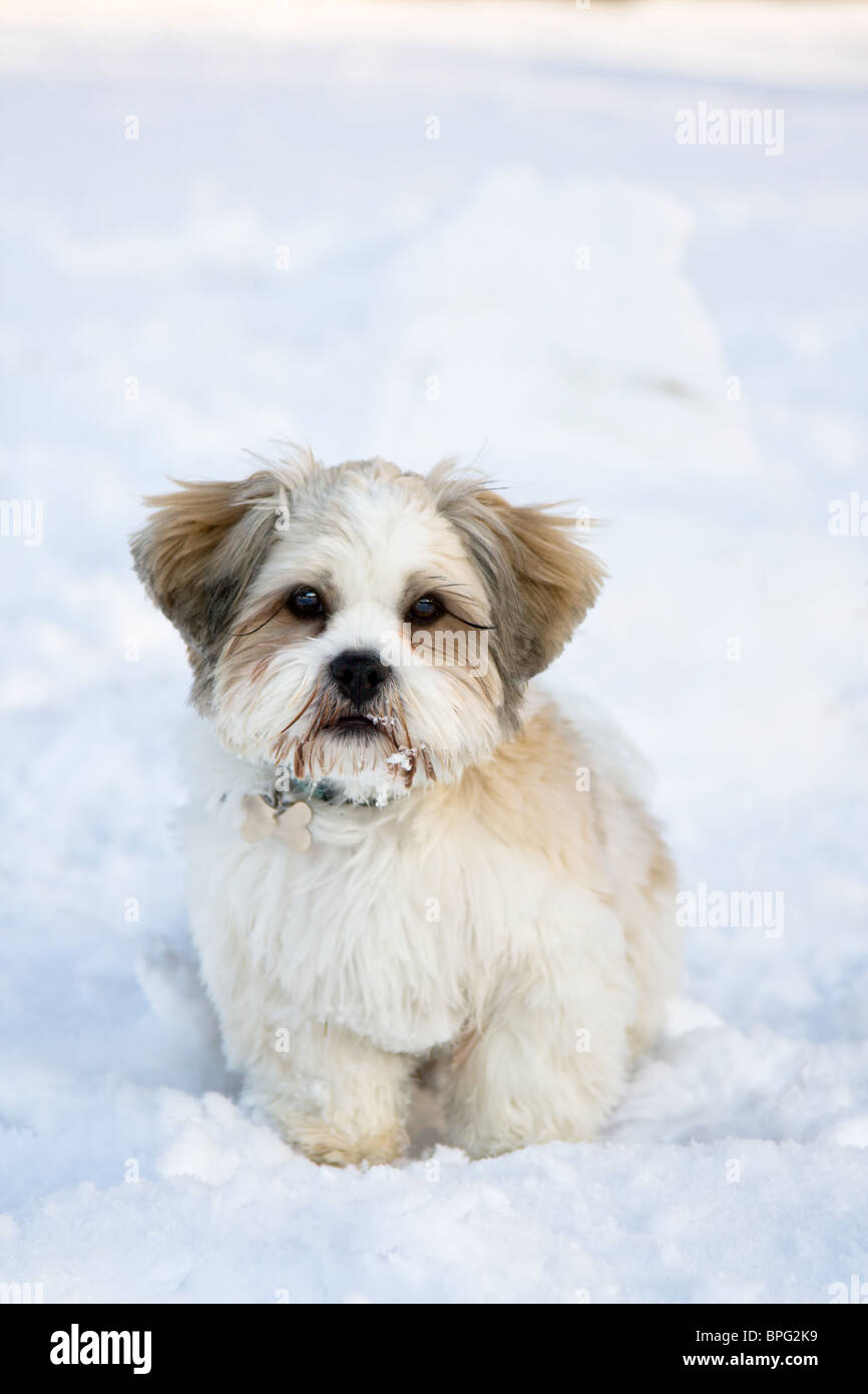 Lhasa apso puppy Stock Photo - Alamy