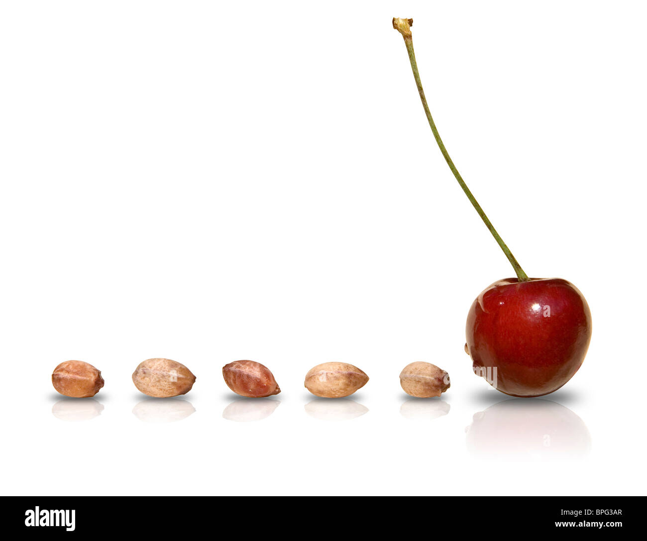 five cherry stones, one fresh cherry berry Stock Photo - Alamy