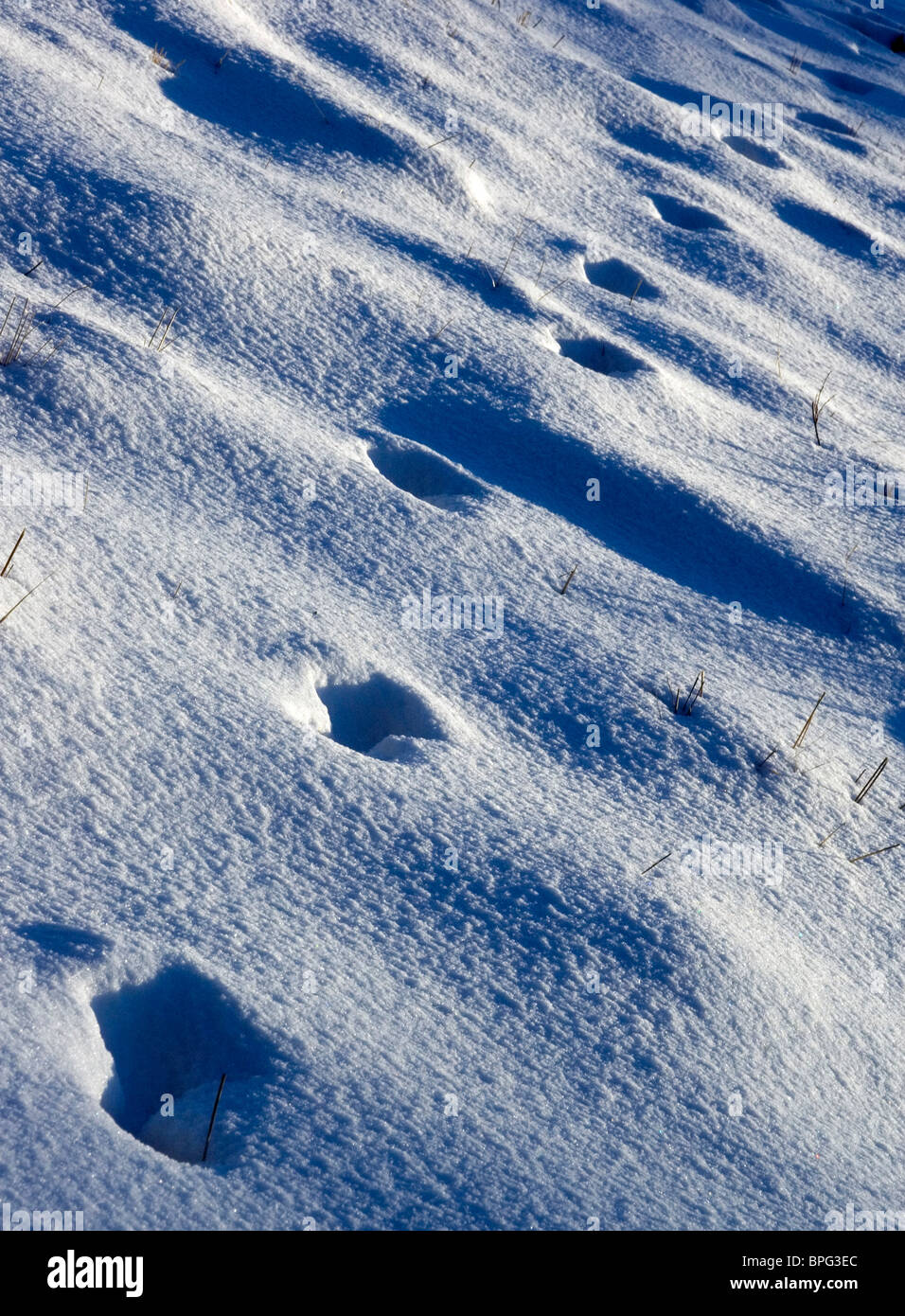 footprints in snow Stock Photo - Alamy