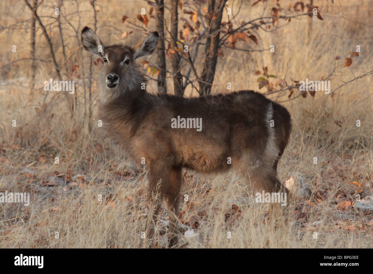 Female Waterbuck (Kobus ellipsiprymnus) near Etosha, Namibia Stock ...