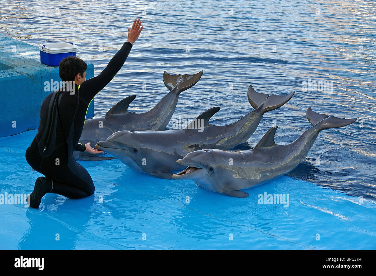 Trainer feeding dolphins hi-res stock photography and images - Alamy