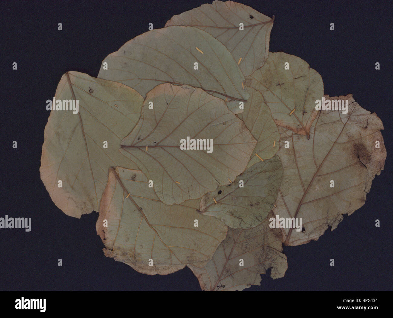 indian dish leaves Stock Photo - Alamy