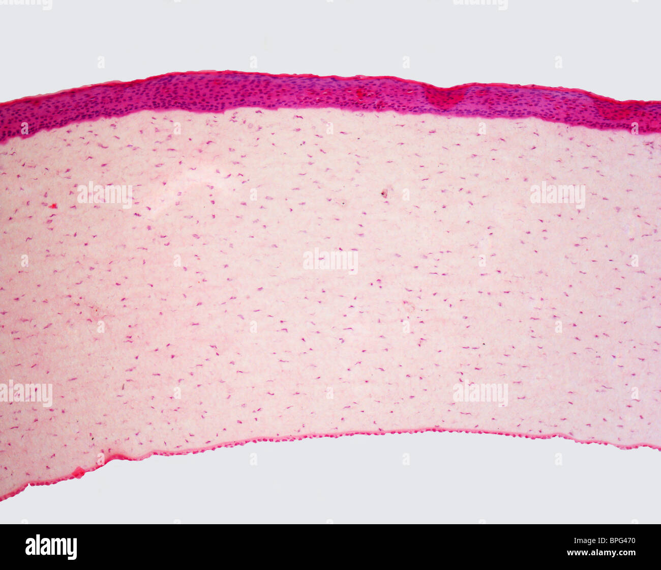 Connective tissue light micrograph hi-res stock photography and images ...
