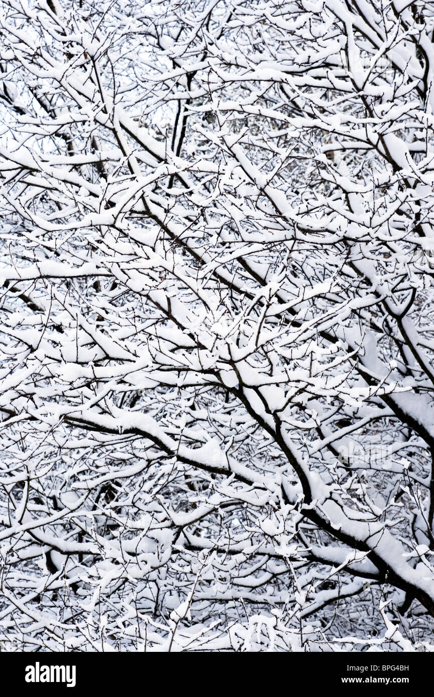 Branches of snow Stock Photo - Alamy