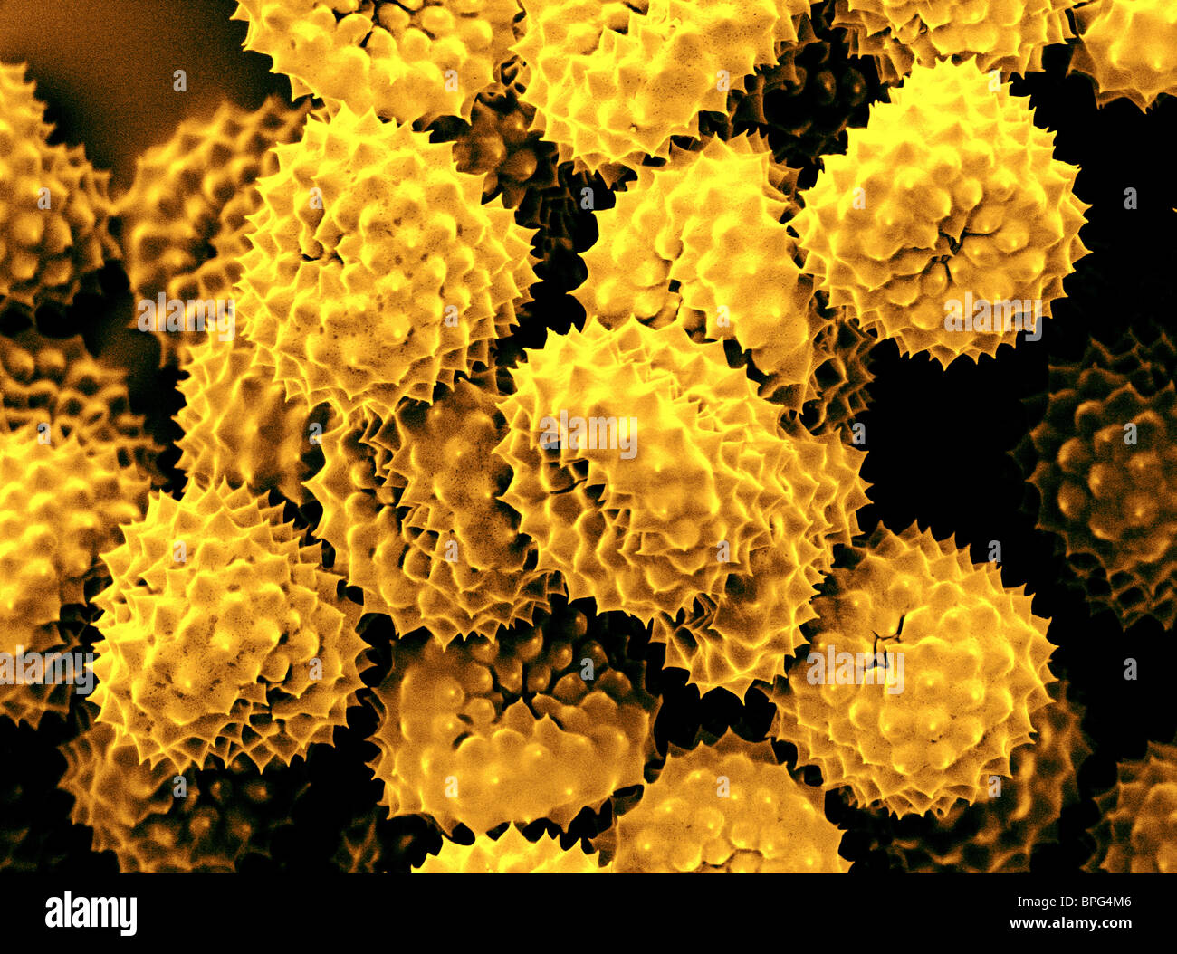 Allergenic pollen grains of ragweed. Common ragweed (Ambrosia ...