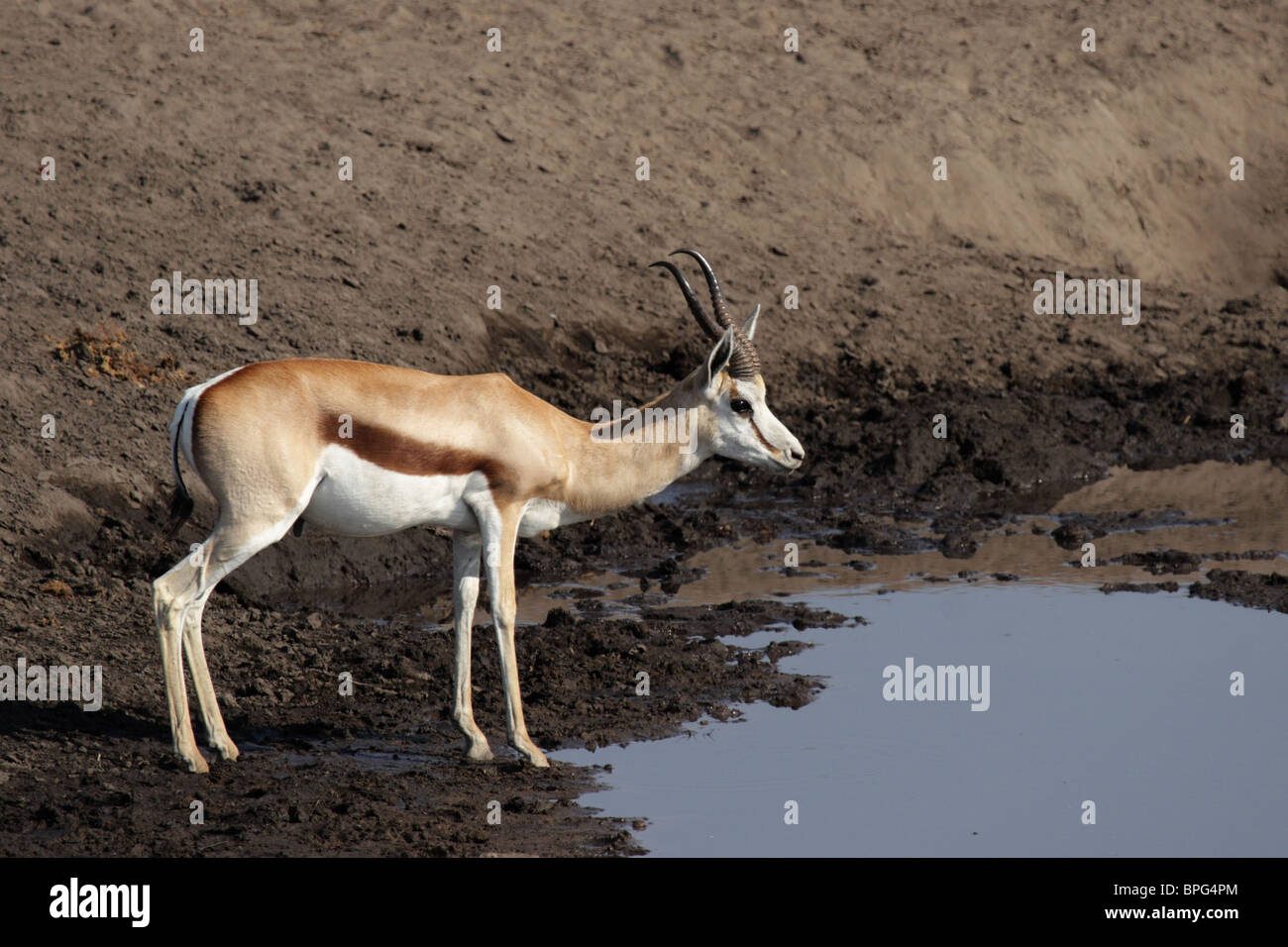 Springbok in water hi-res stock photography and images - Alamy